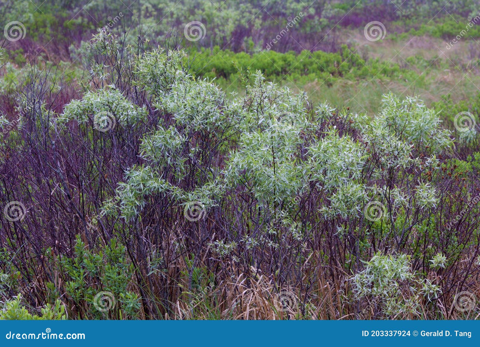 Nahma Marsh 807300 stock photo. Image of wetlands, marsh - 203337924