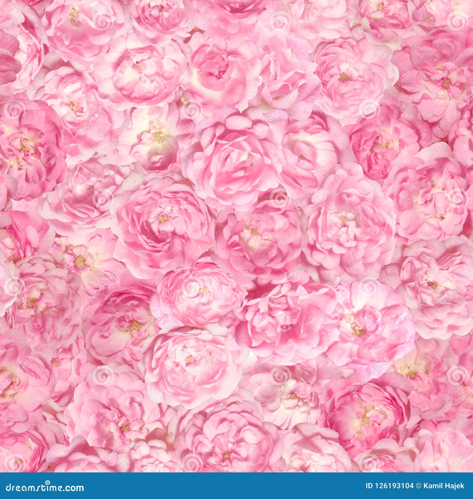Nahtloses Helles Rosa Rose Buds Pattern Stockfoto - Bild von ...
