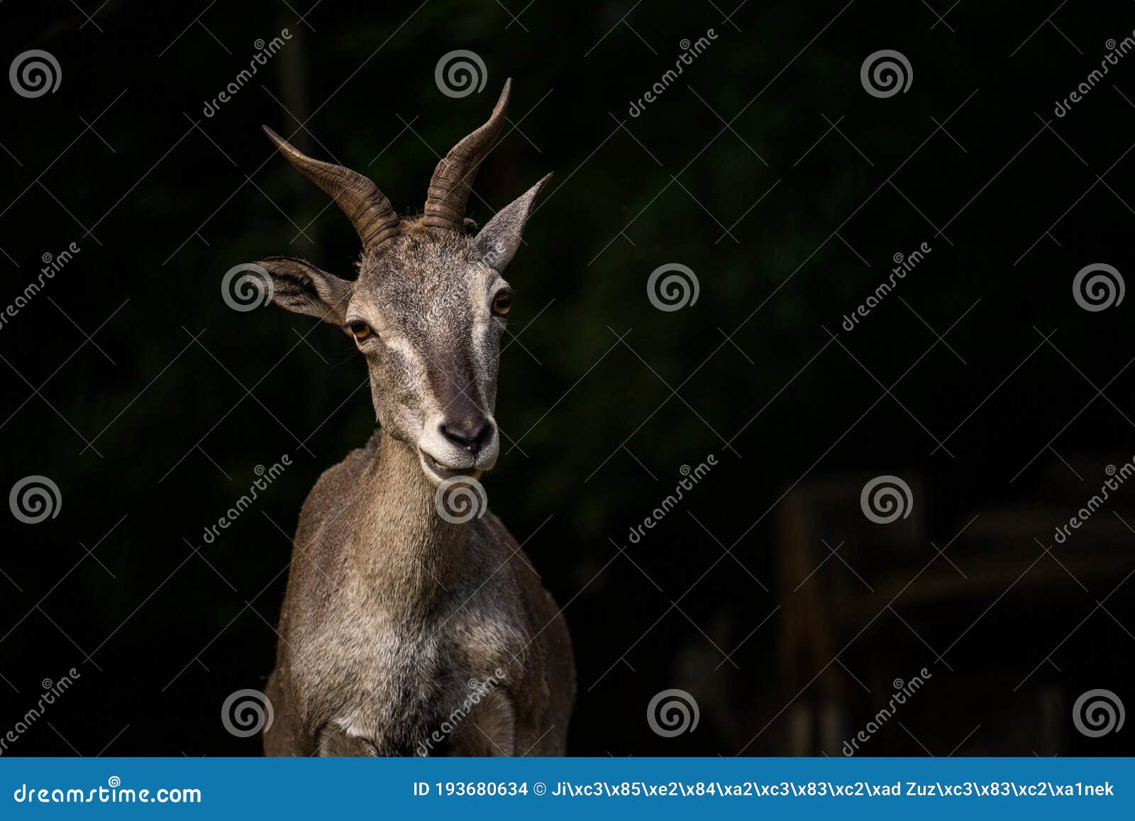 Nahur Blue Portrait in Nature Stock Photo - Image of mammal, himalayas ...