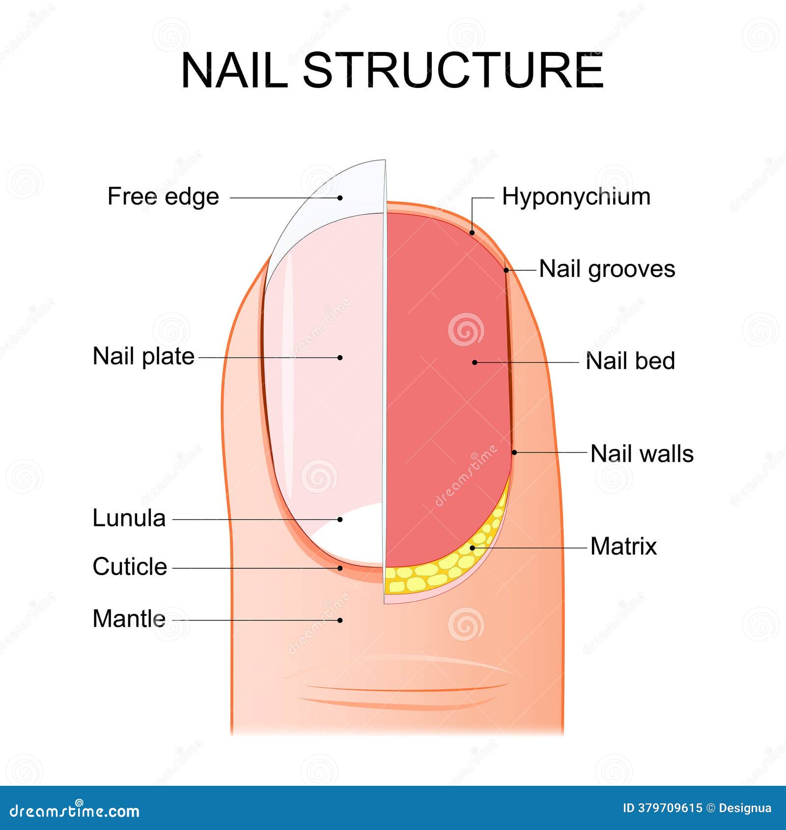 Fingernail Anatomy Showing Matrix, Nail Bed, Lunula, Cuticle And Free Margin Cartoon Vector ...