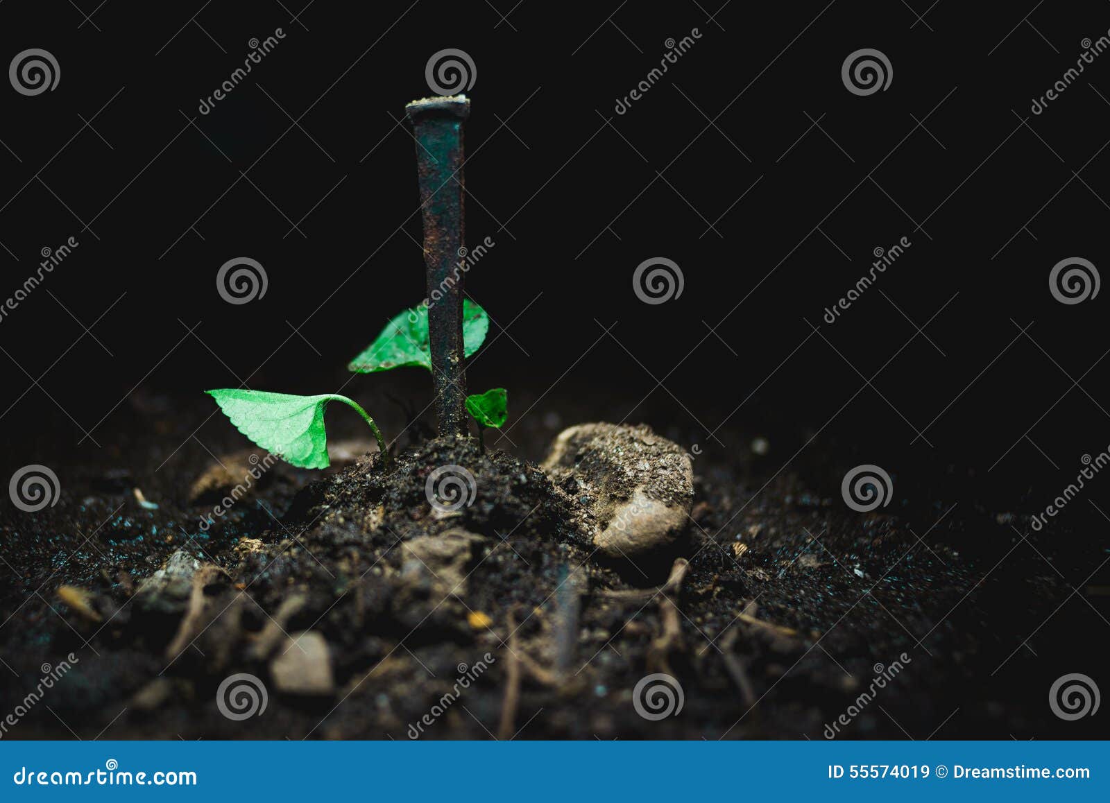 Nail in the dirt stock image. Image of dirt, plants, wood - 55574019