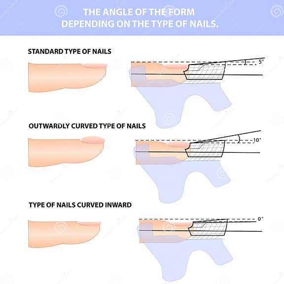 Nail Extension in Shape. How To Apply the Shape of the Nail Stock ...