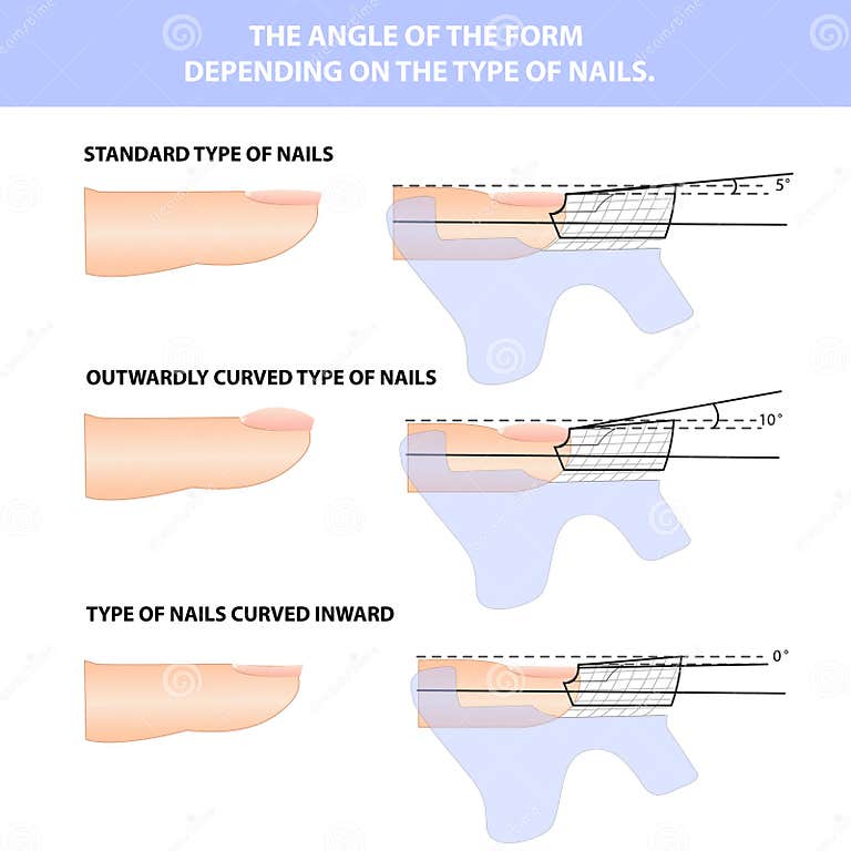 Nail Extension in Shape. How To Apply the Shape of the Nail Stock ...