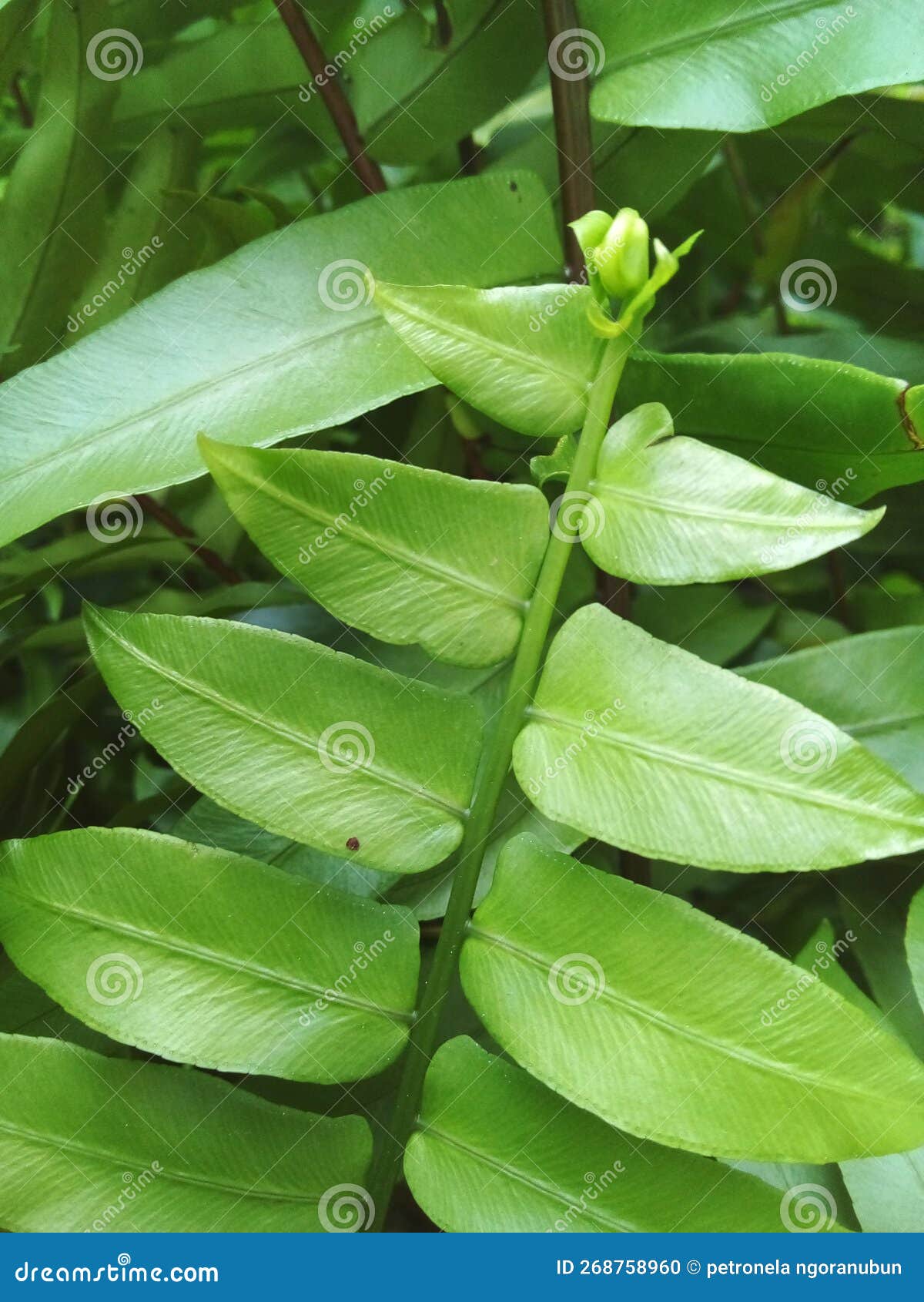 Nail plant shoots stock photo. Image of plant, nail - 268758960
