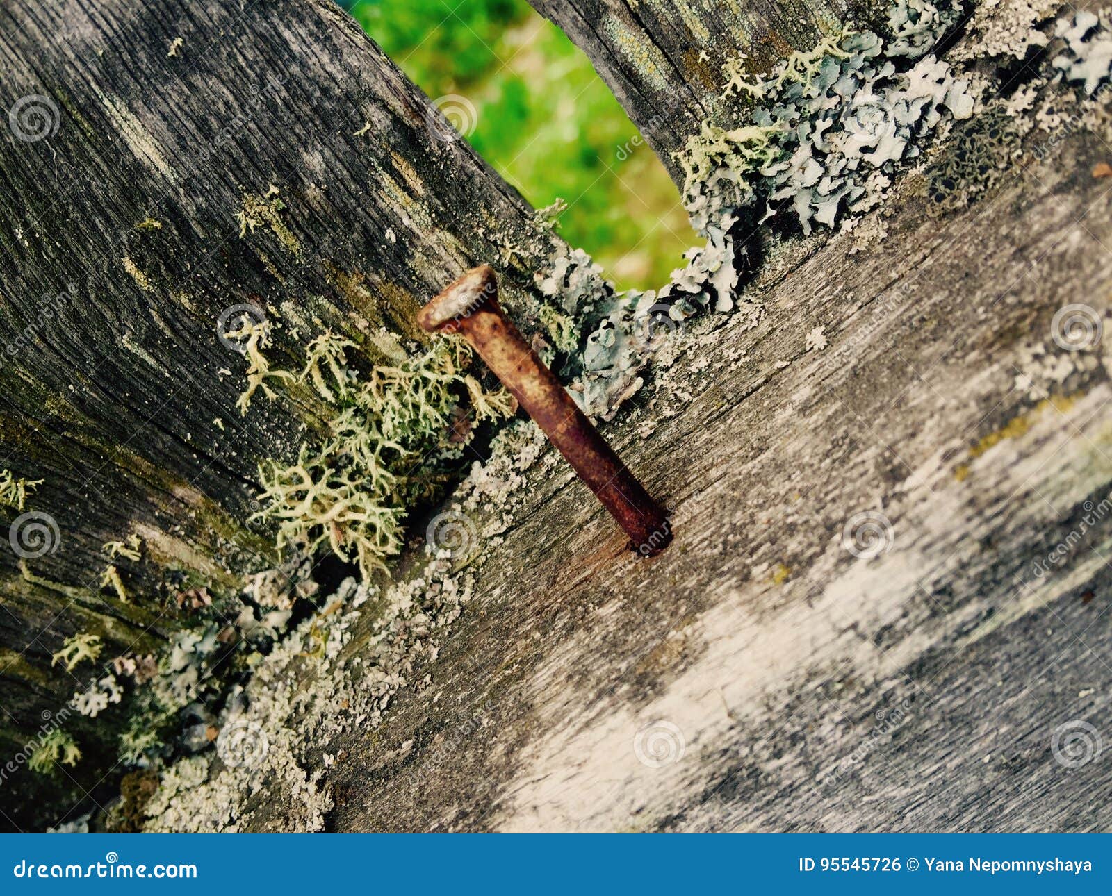 Nail stock photo. Image of nail, rusty, mold, nature - 95545726
