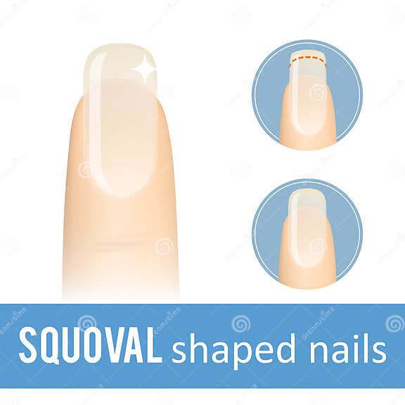 Nail shape squoval stock vector. Illustration of natural - 97748627