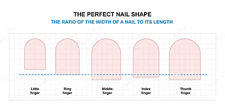 Nail Shaping Tutorial. the Ratio of the Width of a Finger Nail To Its ...