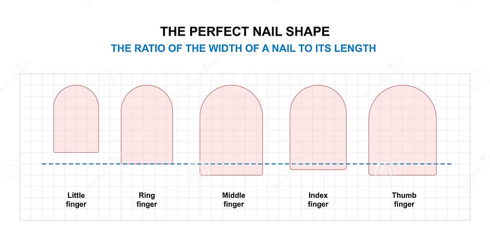 Nail Shaping Tutorial. the Ratio of the Width of a Finger Nail To Its ...