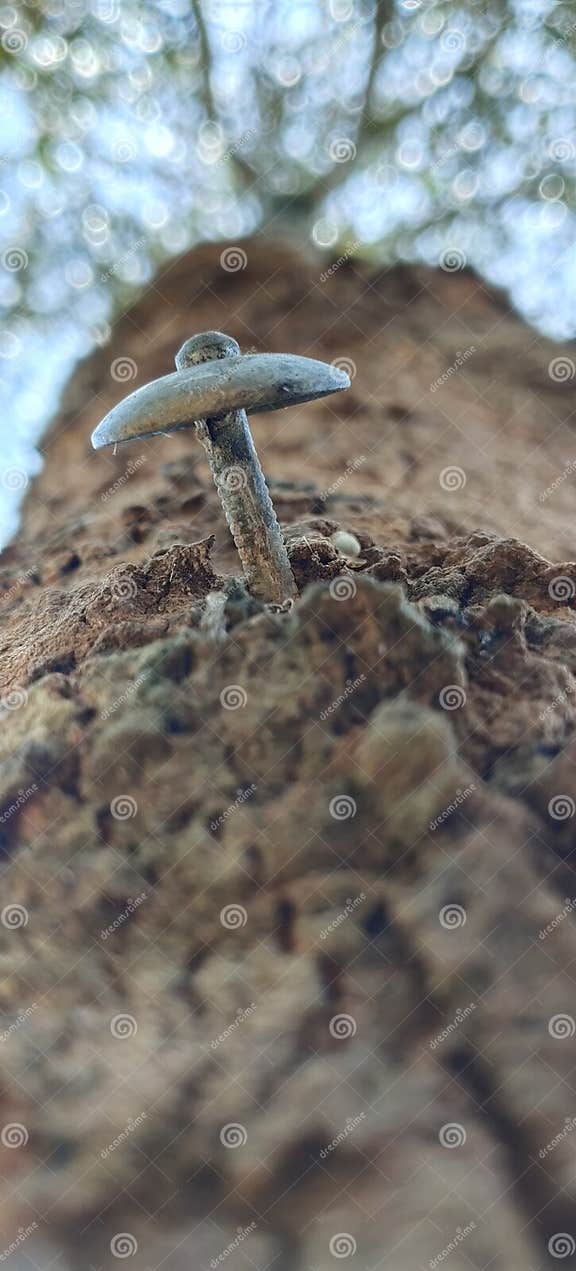 A nail stuck in a tree stock image. Image of nail, garden - 342260253