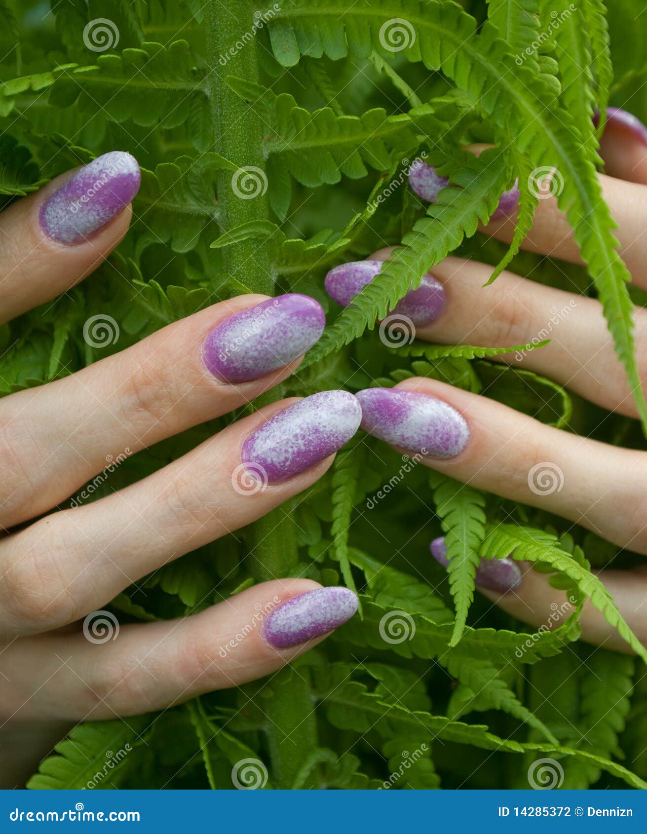Nails stock photo. Image of beauty, fern, purple, look - 14285372