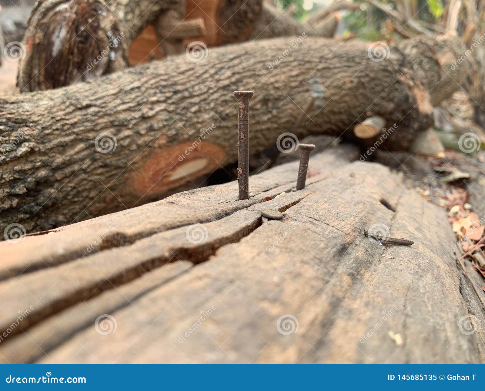 Nails Nailed on Timber Rusty Nails on Decayed Wood Stock Image - Image ...