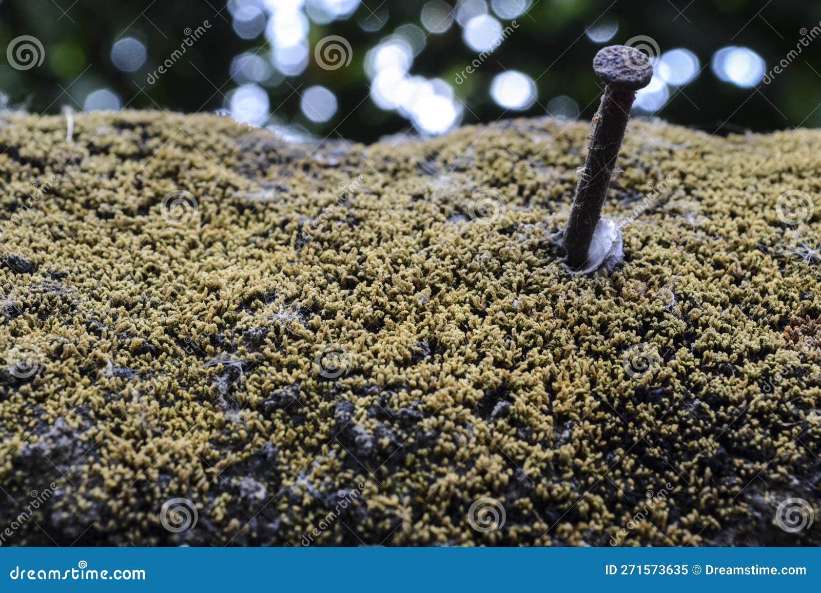 Dried Moss Texture on the Wall Stock Image - Image of texture, nails ...