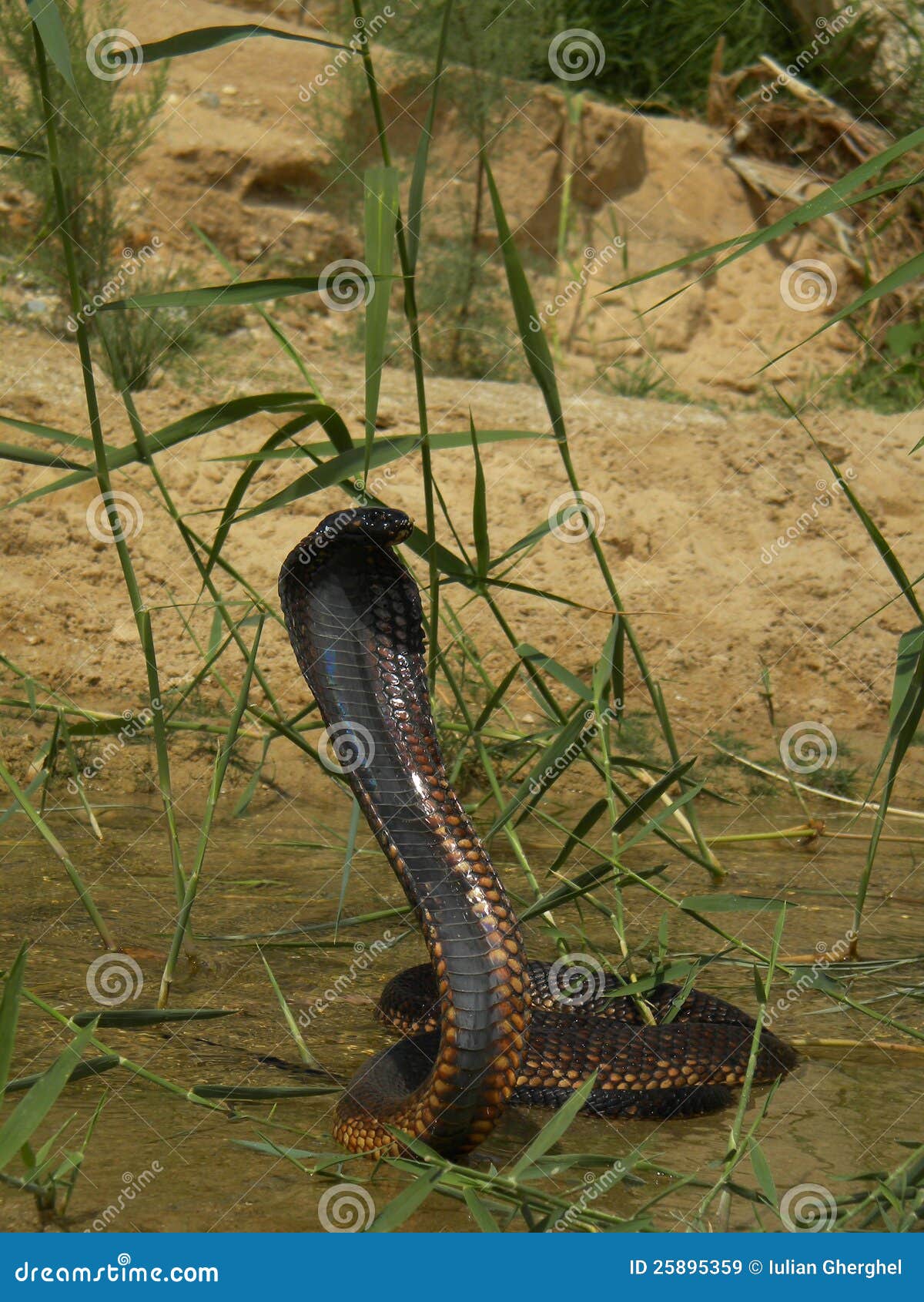 Naja haje in the wild stock image. Image of natural, africa - 25895359