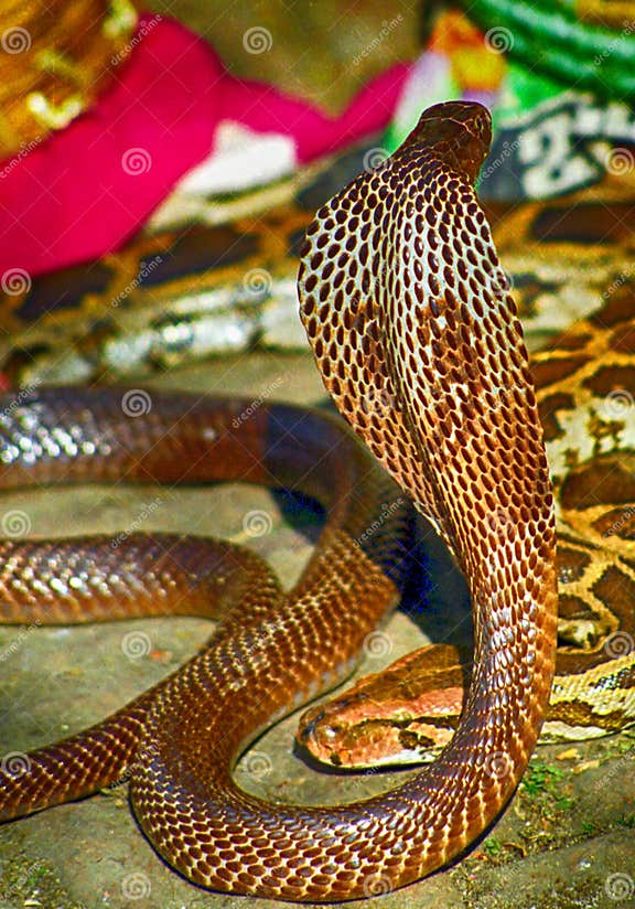 Naja, Pashupatinath, Nepal imagem de stock. Imagem de nepalês - 71017731