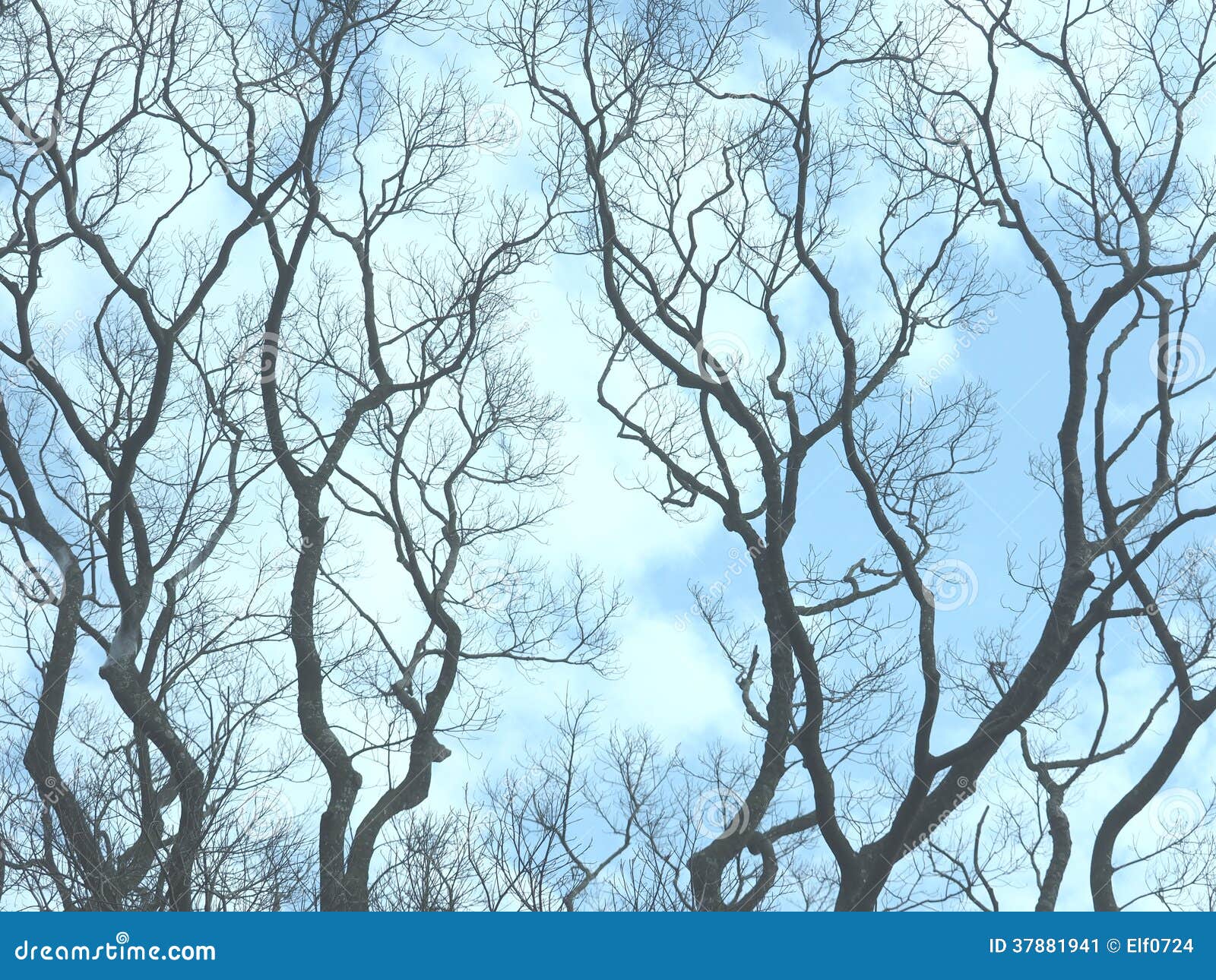 Naked branches of trees stock image. Image of season - 37881941