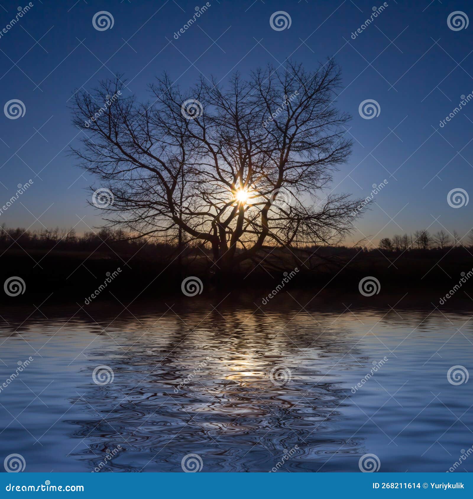 Dry Tree Growth on Lake Coast at the Sunset Stock Photo - Image of ...