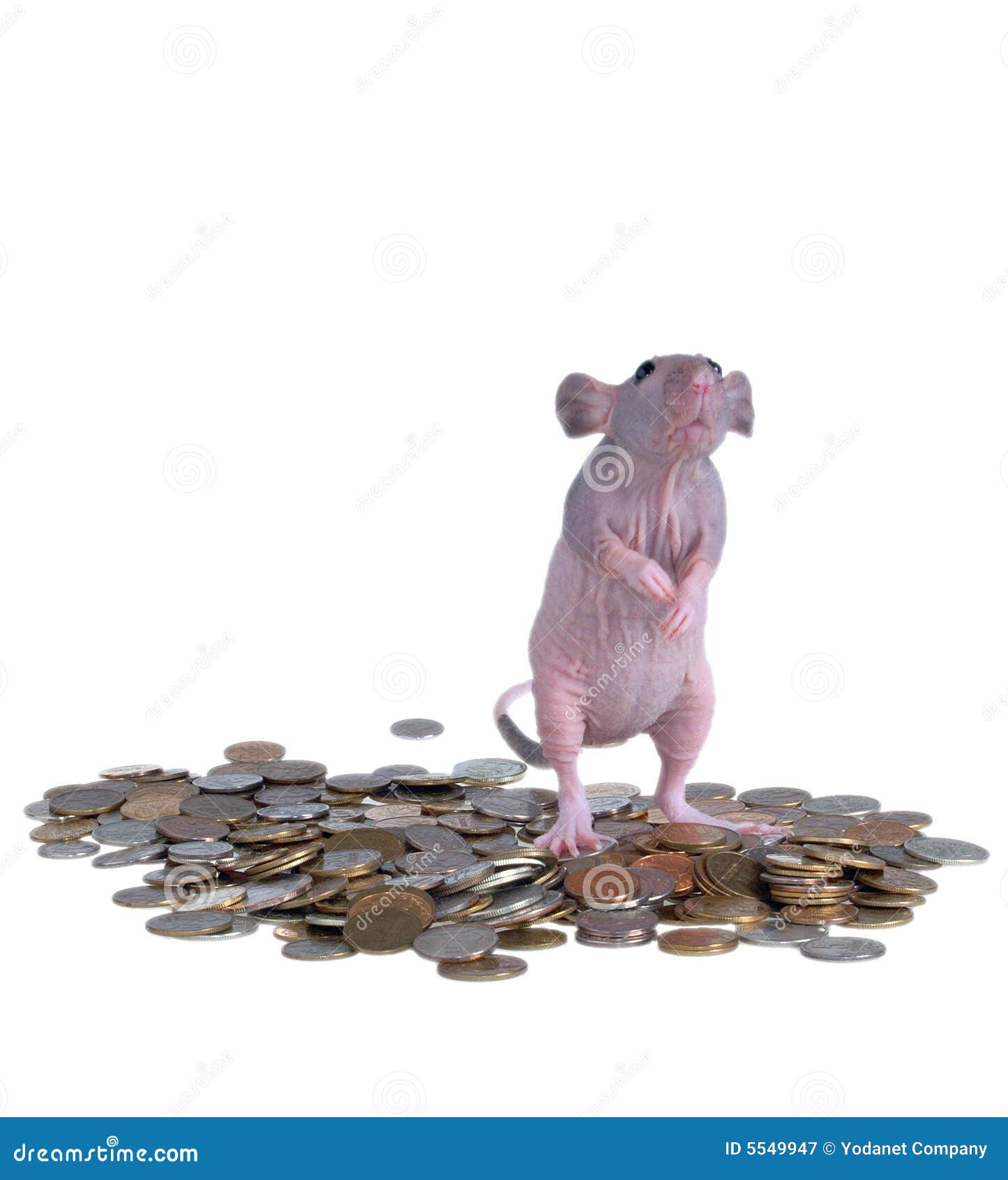 Naked rat on pile of money stock image. Image of money - 5549947