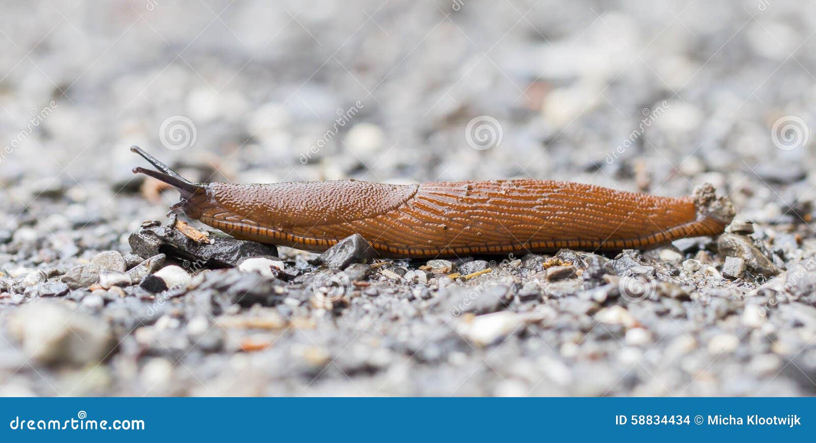 Naked Slug Climb on a Floor Stock Photo - Image of switzerland, nature ...