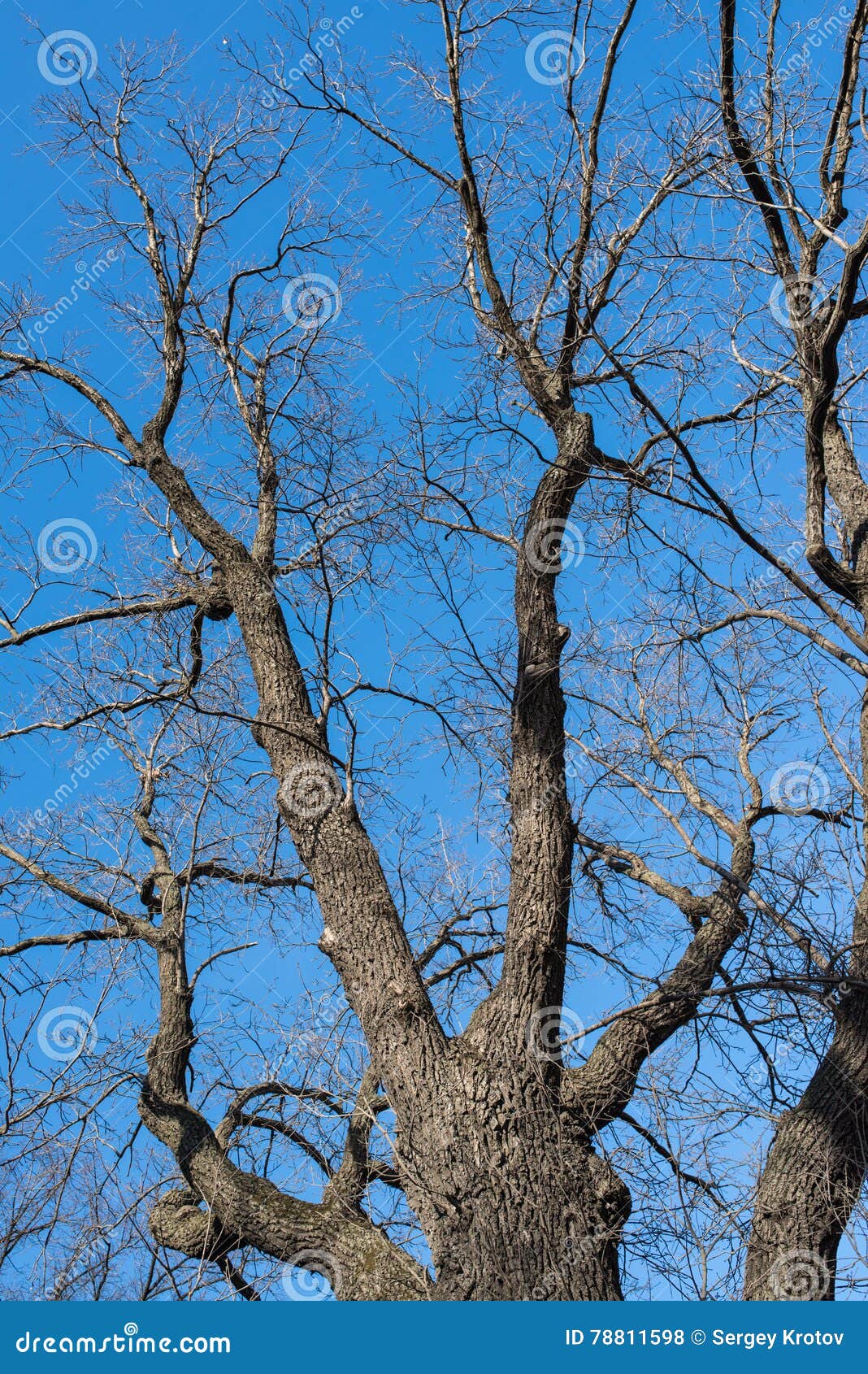 Naked Tree Branches Against the Blue Sky. Look Up Stock Photo - Image of clear, snowy: 78811598