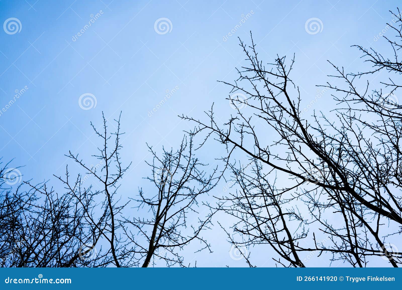 Naked Tree Branches Against a Grey Sky Stock Photo - Image of tree, wood: 266141920