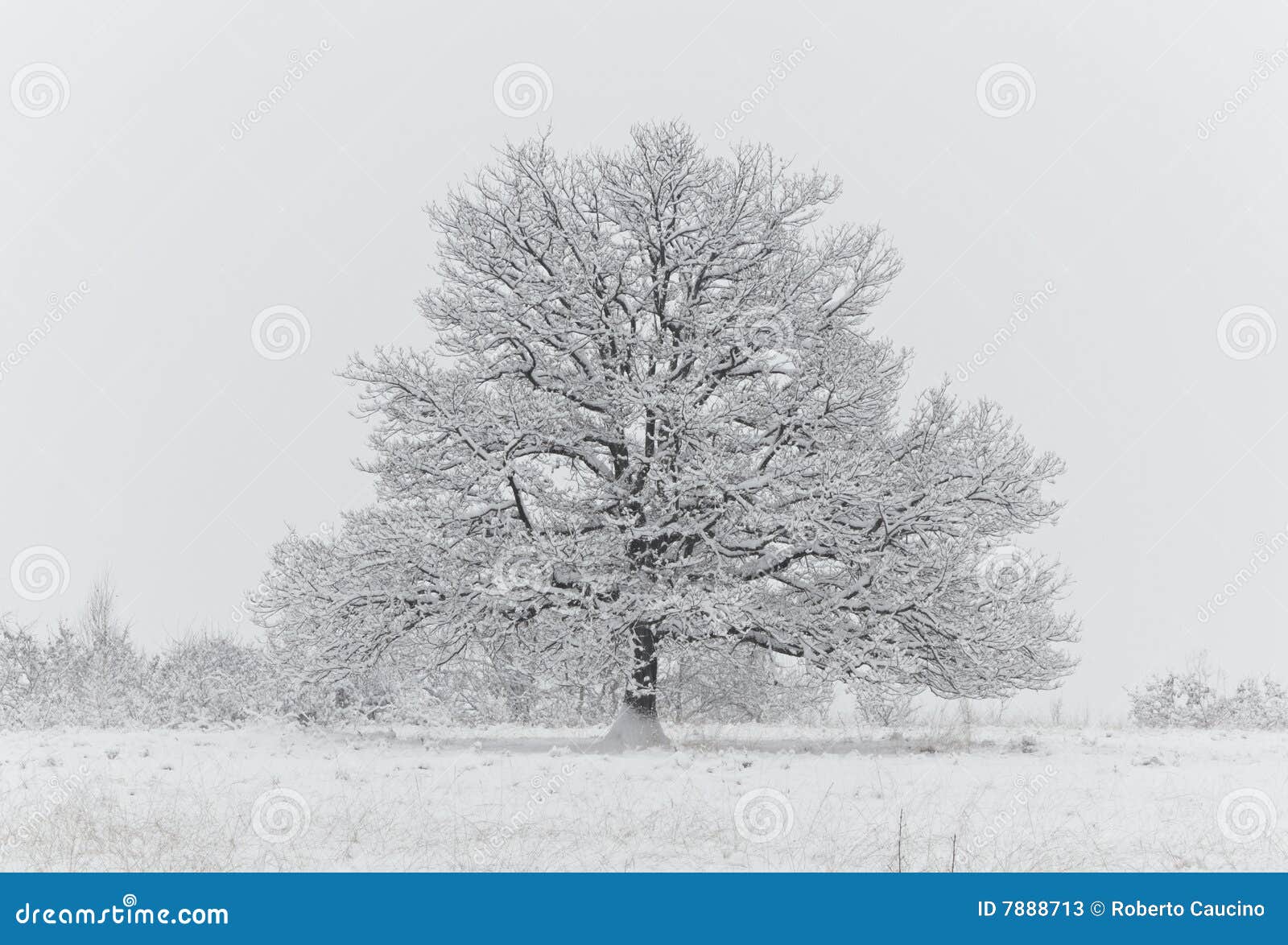 Naked tree in a snowfield stock image. Image of rural - 7888713