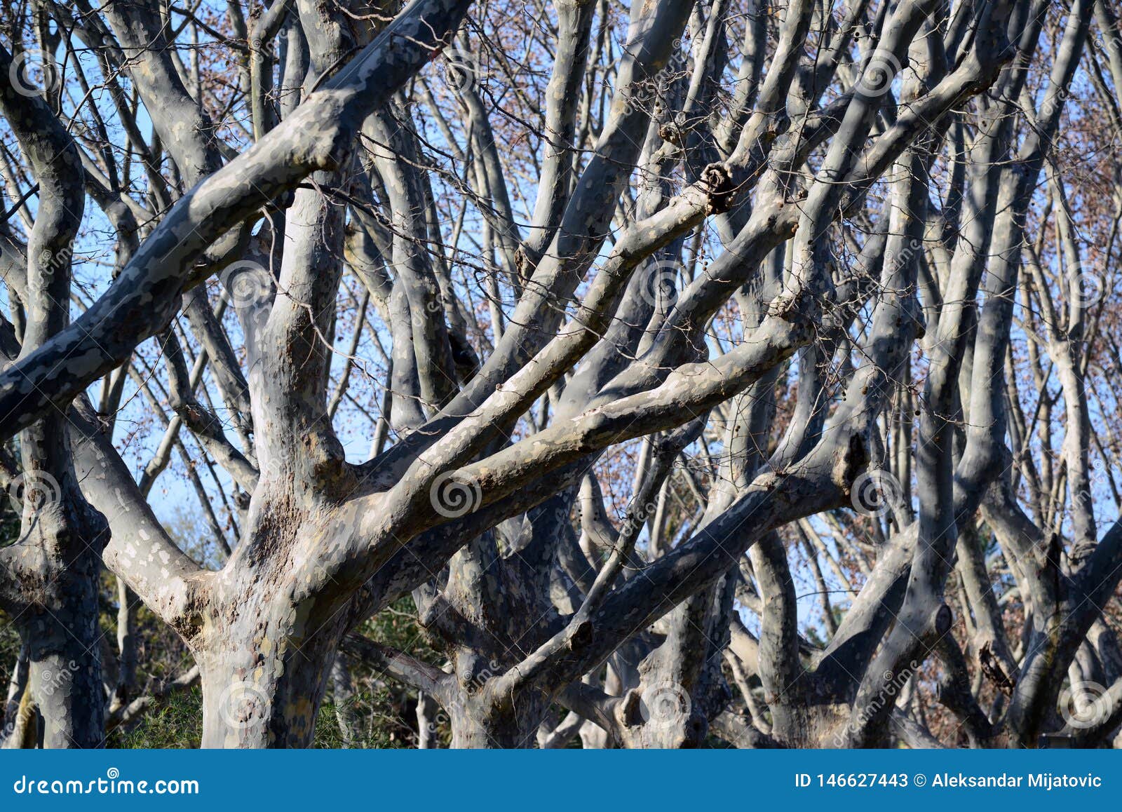Naked trees with branches stock image. Image of branch - 146627443