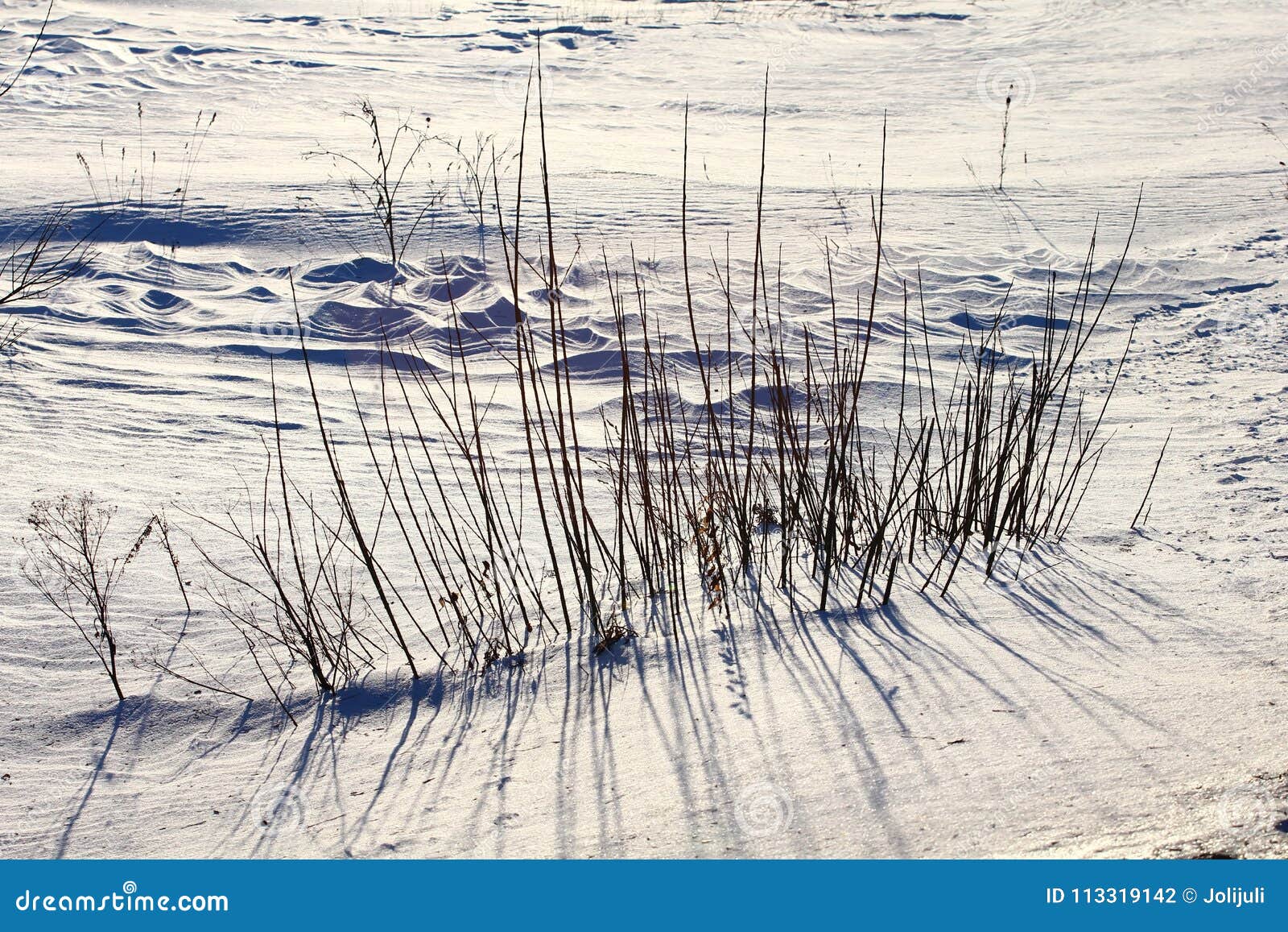 Winter shadows stock photo. Image of shadows, tree, nature - 113319142