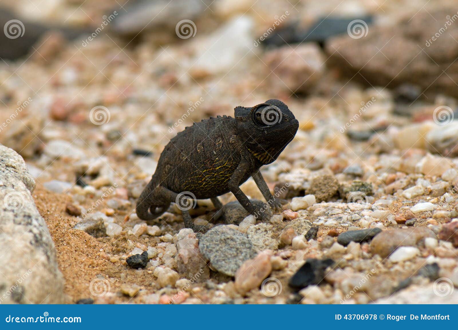 Namaqua Chameleon stock photo. Image of chameleon, cute - 43706978