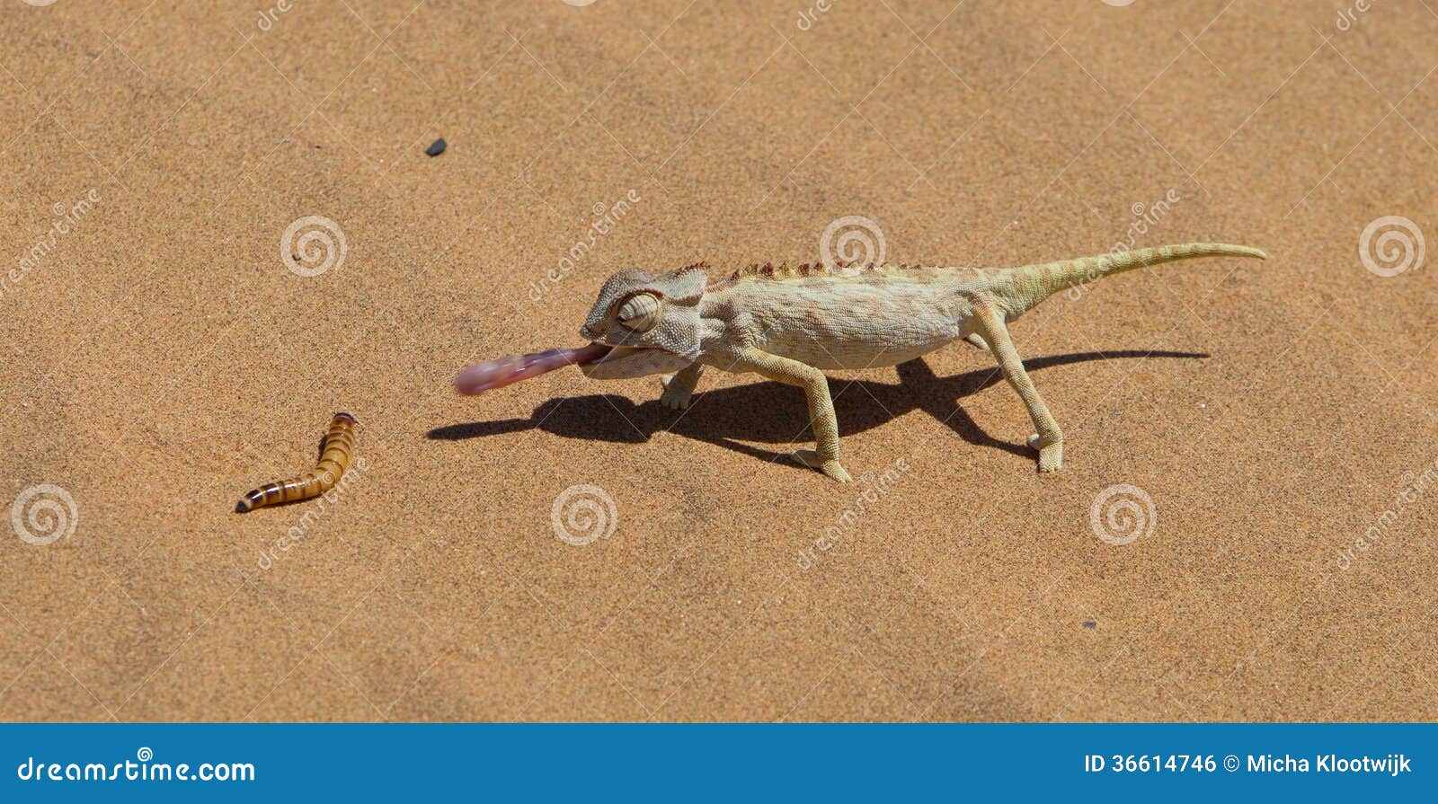Namaqua Chameleon Hunting in the Namib Desert Stock Photo - Image of ...