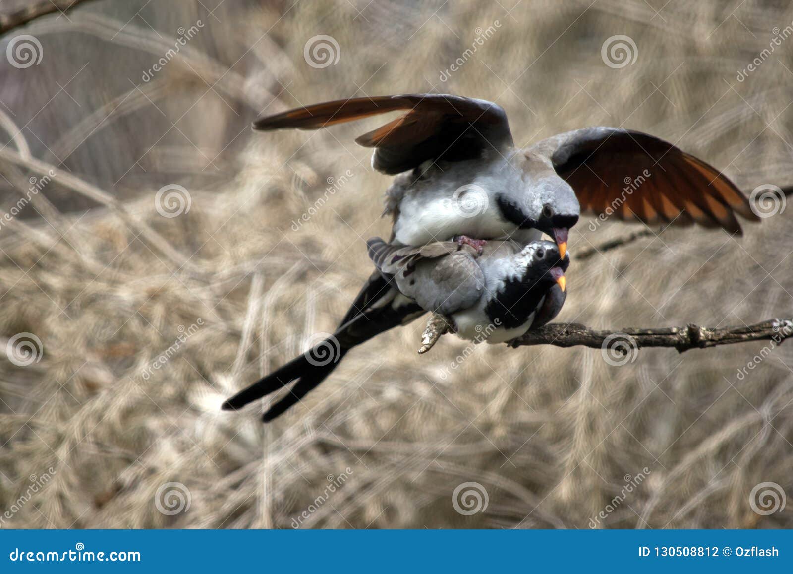 Namaqua dove mating stock photo. Image of dove, bird - 130508812