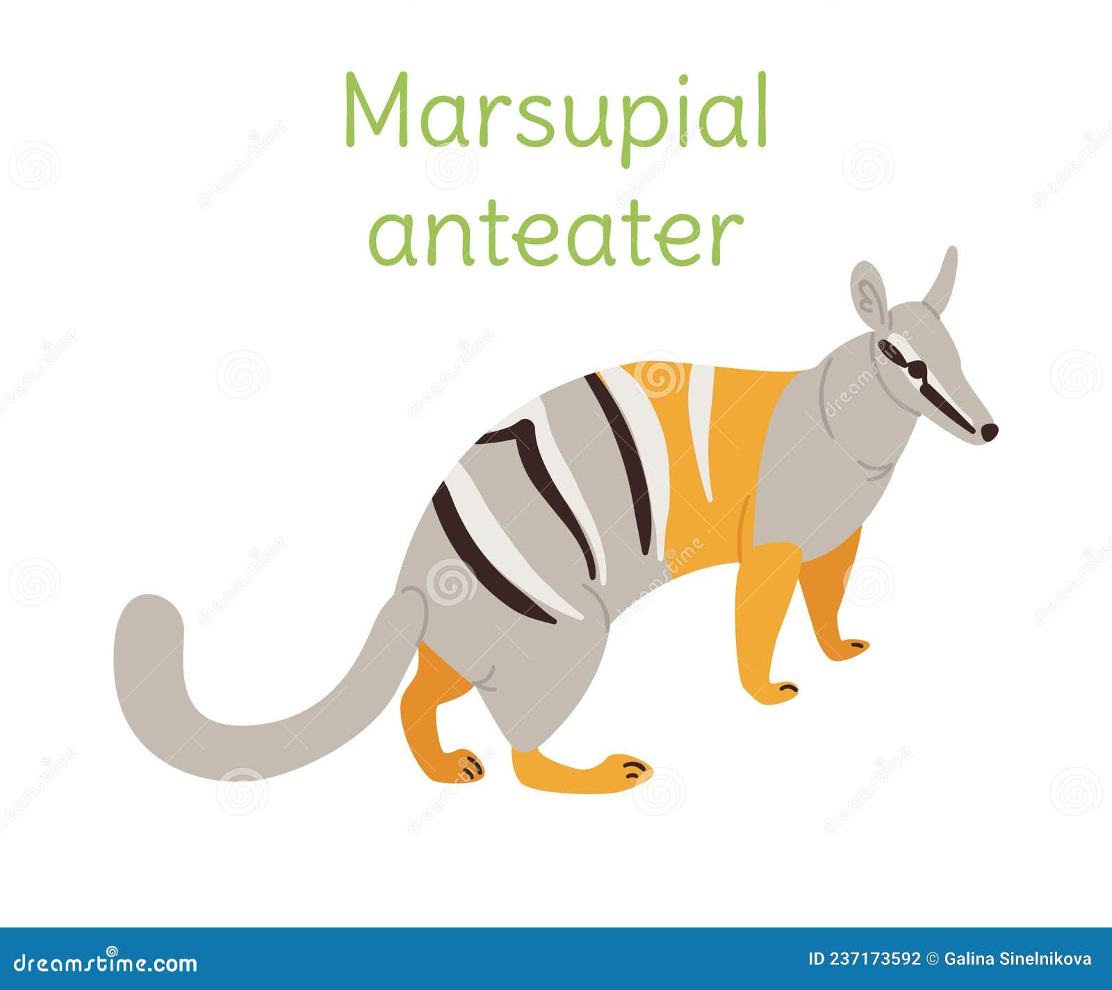 The Nambat is Standing. Australian Bird in a Simple Style Stock Vector ...