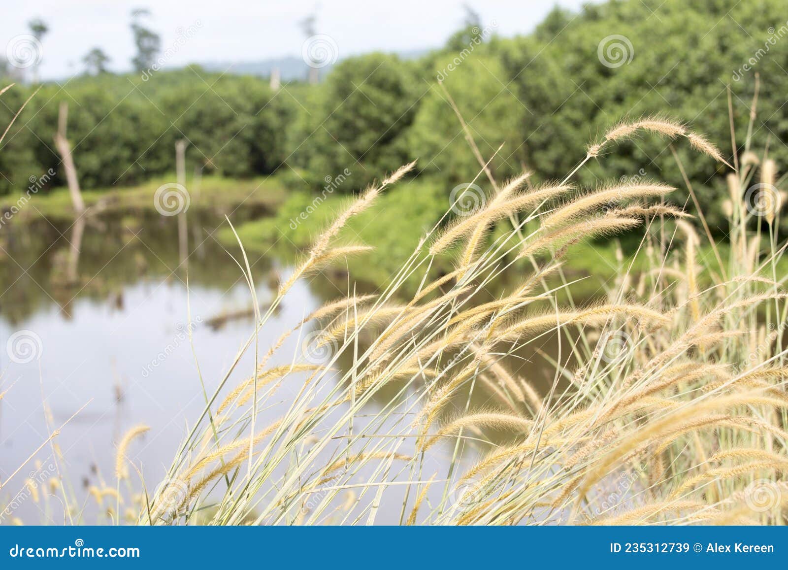 The Name is Alang-alang Tree, Light Trunk, Hairy and Brownish Cream ...