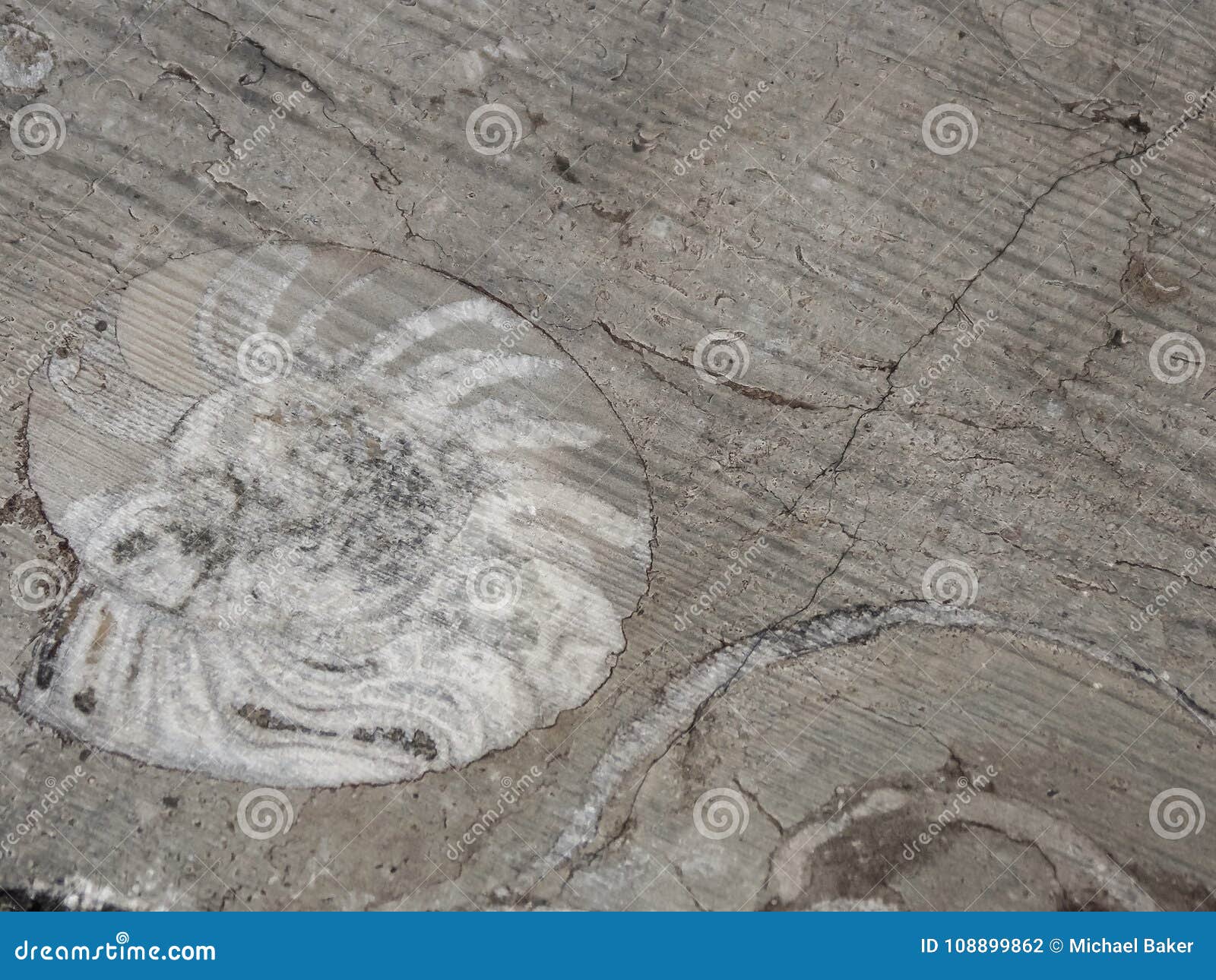 Ammonite Fossils Close Up stock photo. Image of stone - 108899862 Ammonite Fossils Close Up stock photo. Image of stone - 108899862