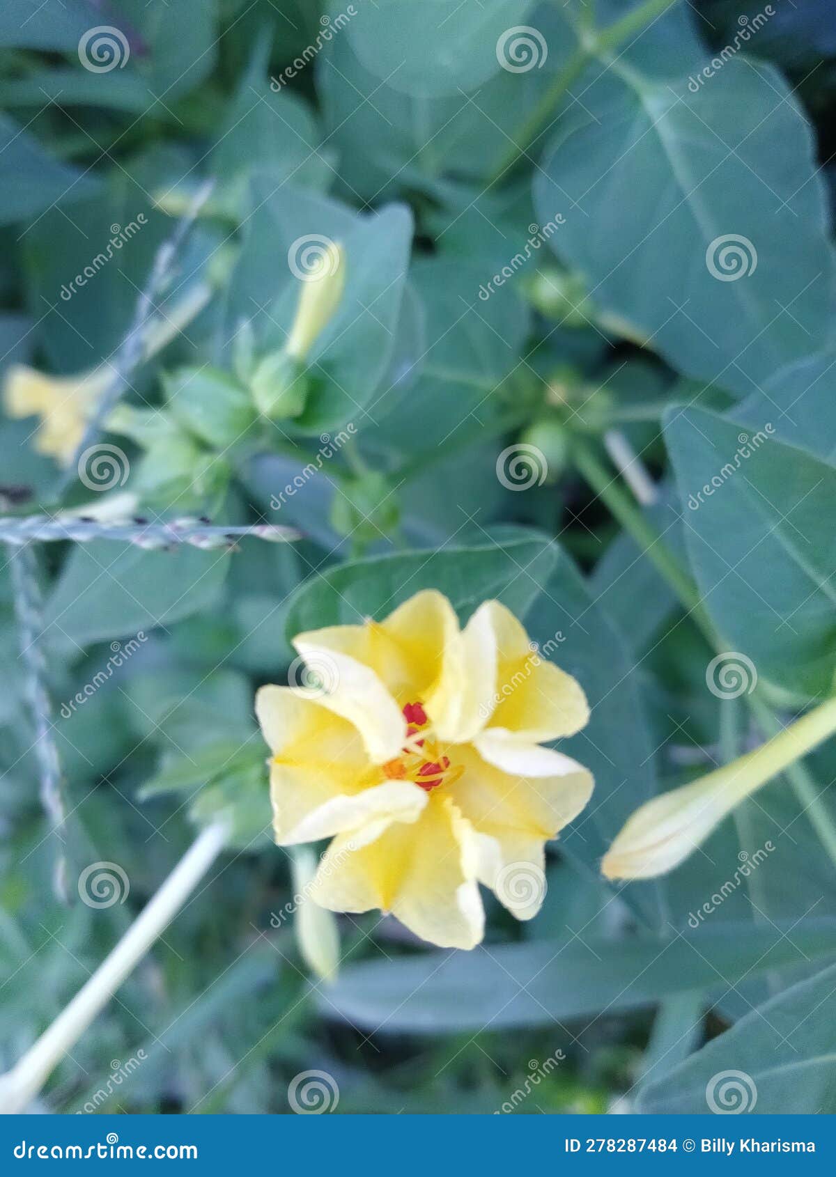 This Name is Beauty Rosa Sun Flower Stock Photo - Image of name, beauty ...