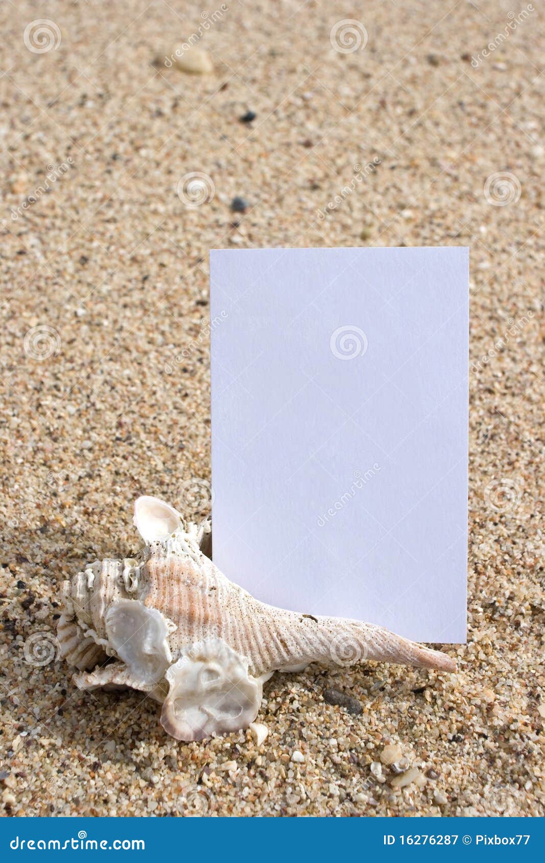 Name Card and Seashell on the Beach Stock Image - Image of contact ...