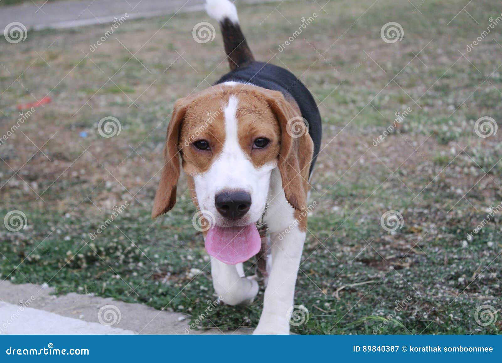 Chamod Stock Photos - Free & Royalty-Free Stock Photos from Dreamstime