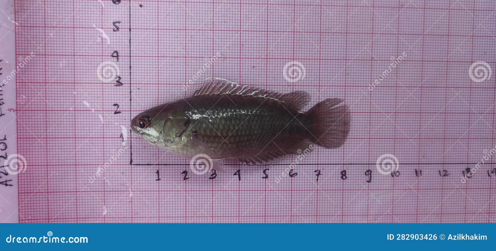 The Name of this Fish Anabas Testudineus , Swamp Environment Stock ...