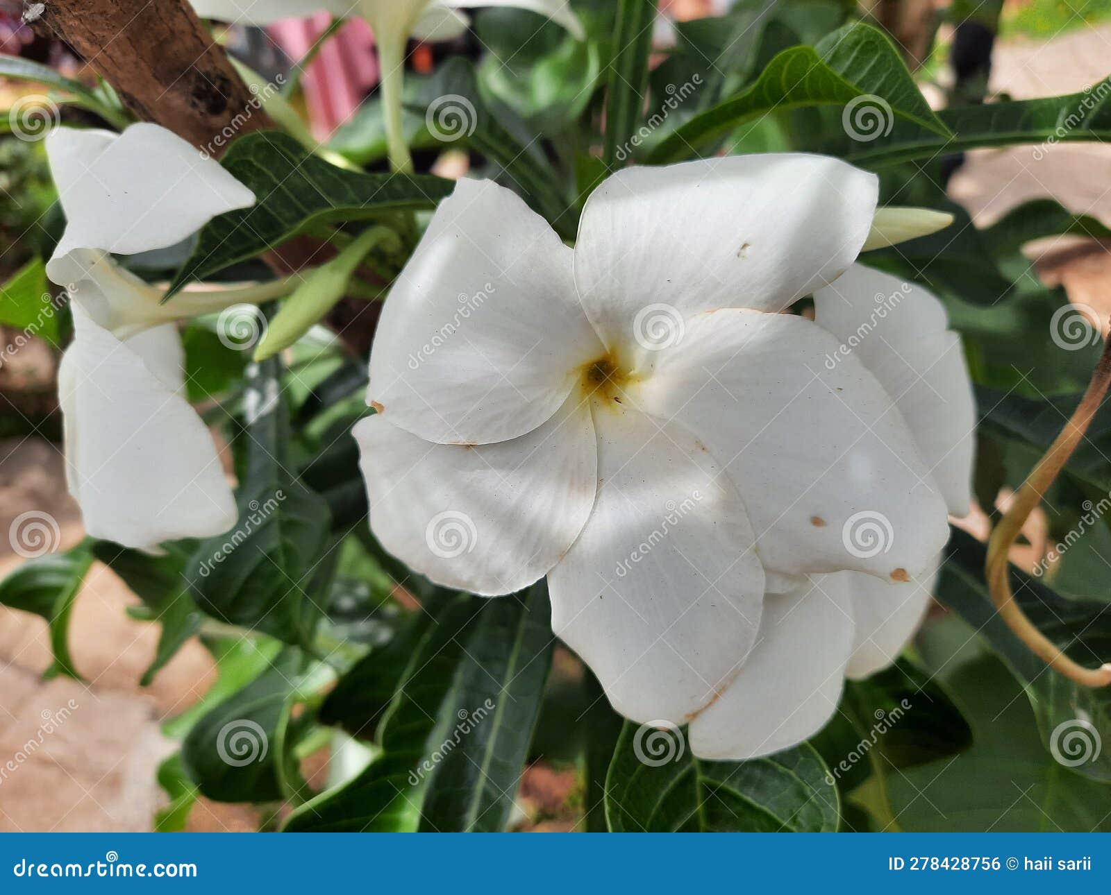 The Name of this Flowe is Tapak Dara Isn it Stock Photo - Image of ...