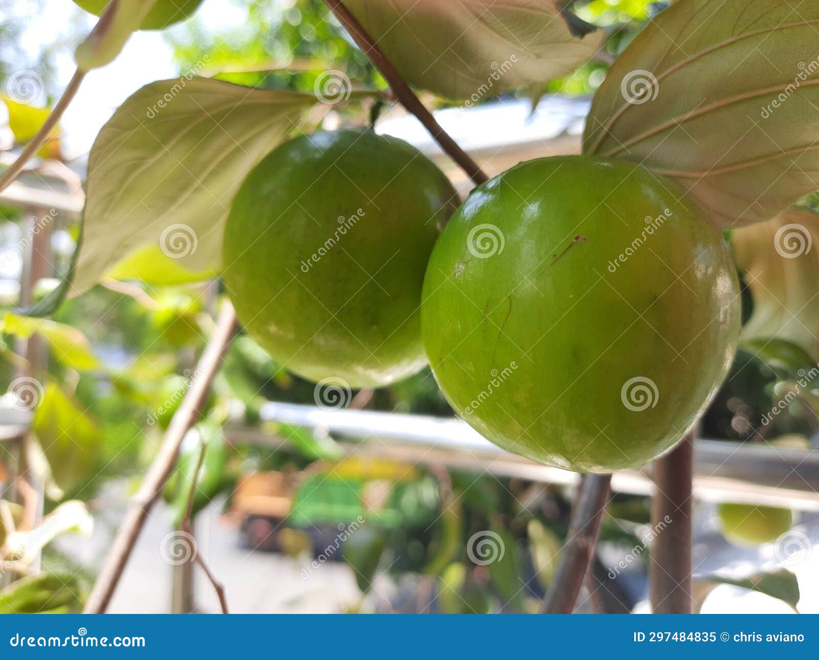 The Name of this Fruit is Putsa or Indian Apple As we Call it Stock ...