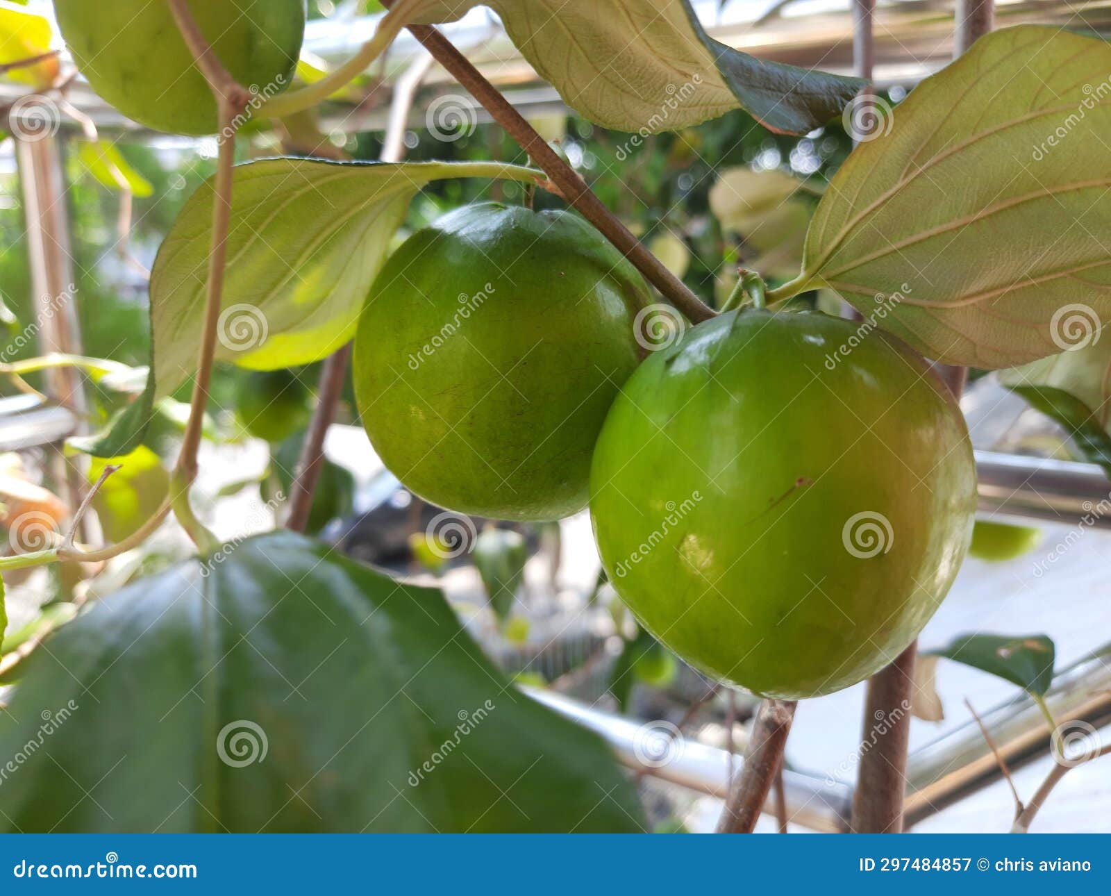 The Name of this Fruit is Putsa or Indian Apple As we Call it Stock ...