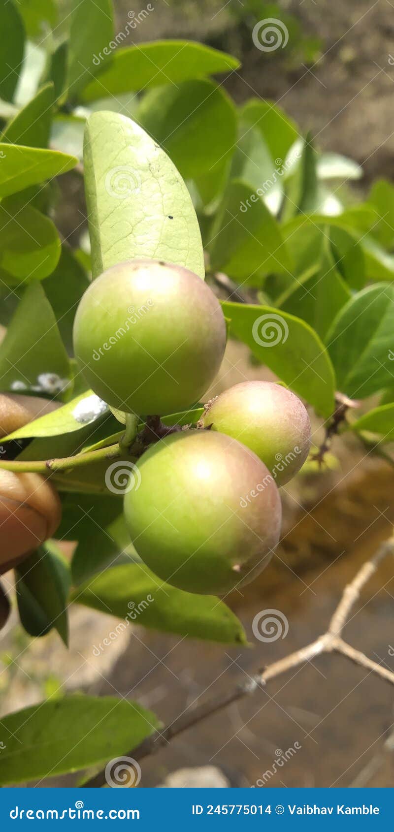 This is Name is Karkarvanda is the Forest Fruit Stock Photo - Image of ...