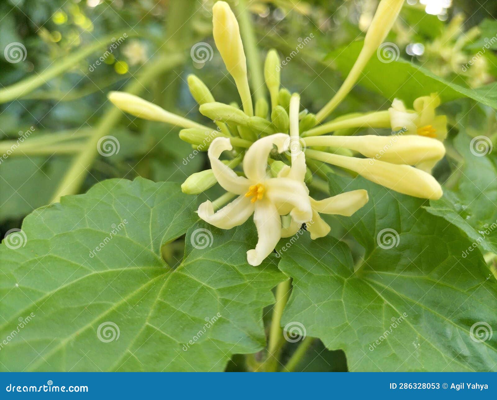 This name pawpaw stock image. Image of garden, tree - 286328053