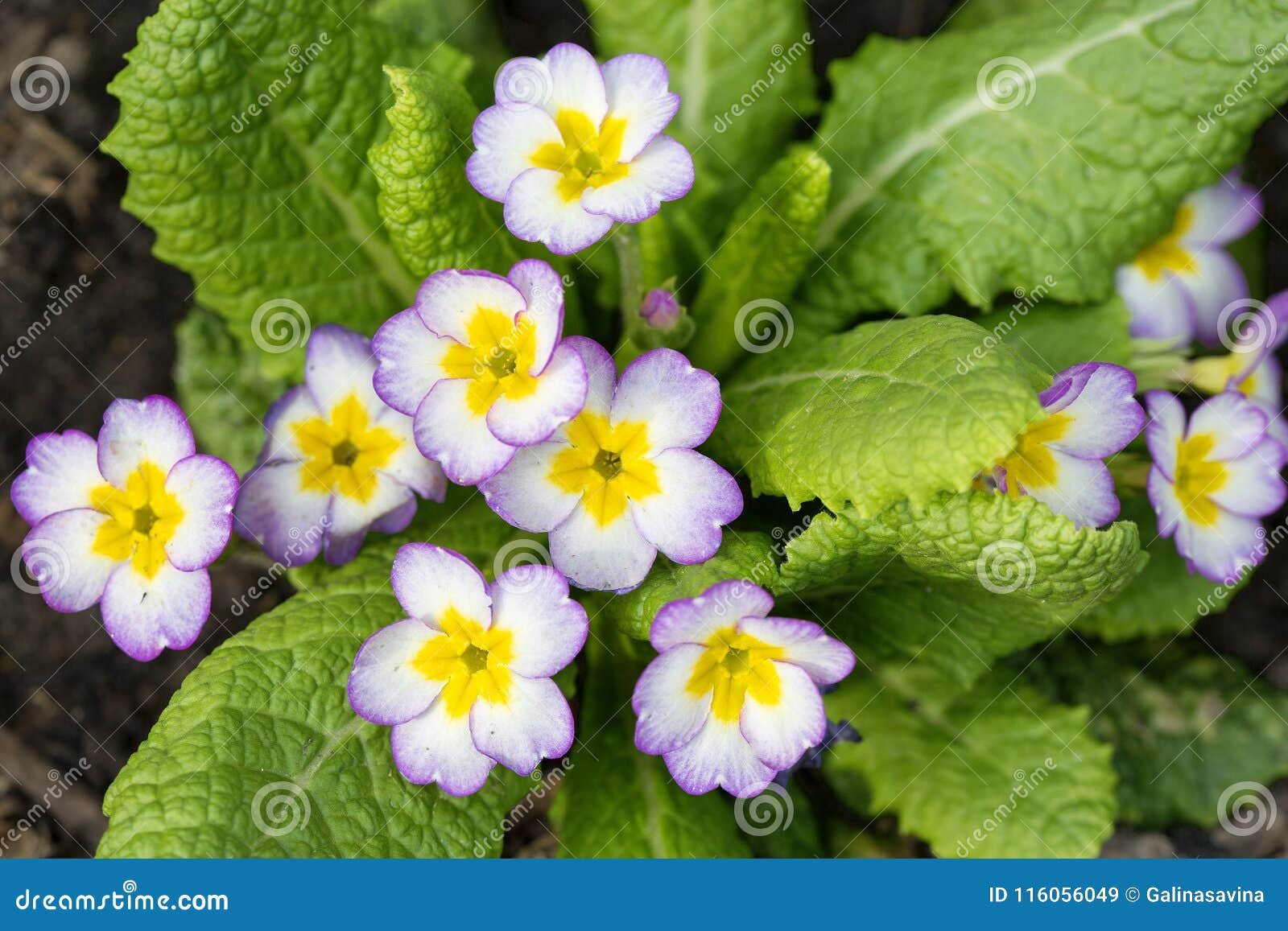 Primrose stock image. Image of ornamental, spring, primrose - 116056049