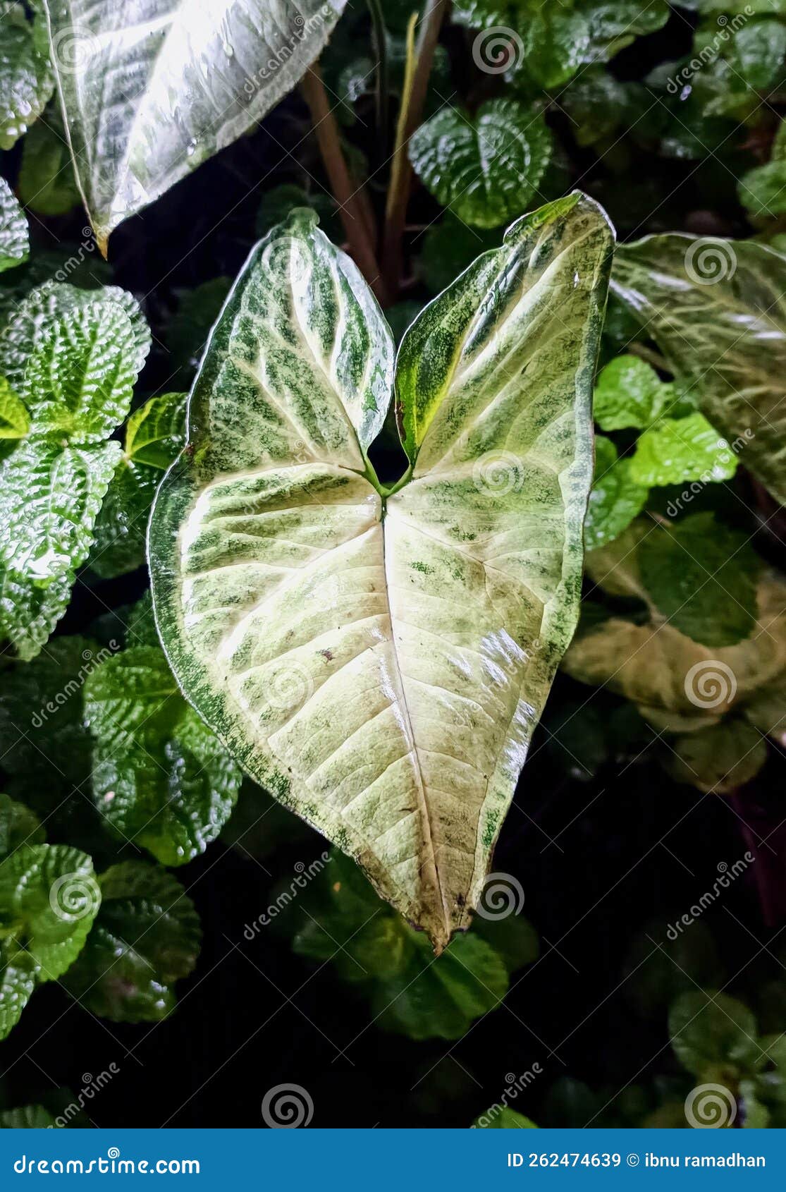 This Name Plant Nephthytis, so Look Beautiful Stock Image - Image of ...