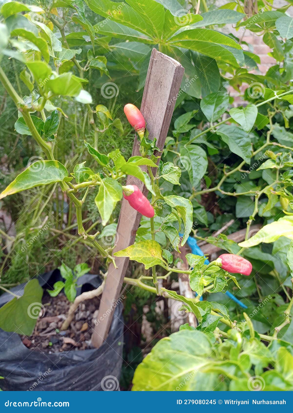 The Name of these Plants is Chile Pepper. Scientific Name is Capsicum ...