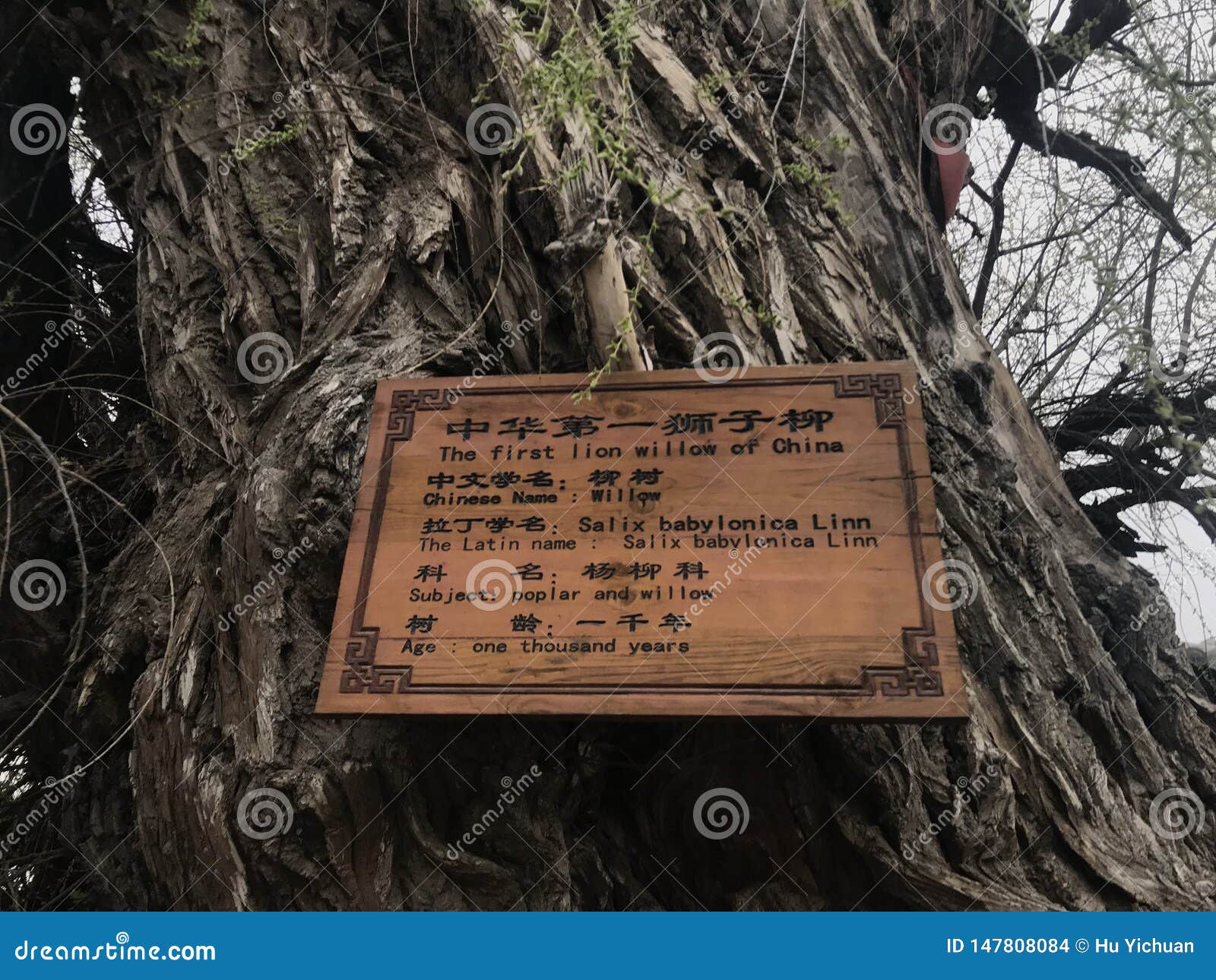 A Wooden Sign Placed on the Tree Stock Photo - Image of written, tree ...