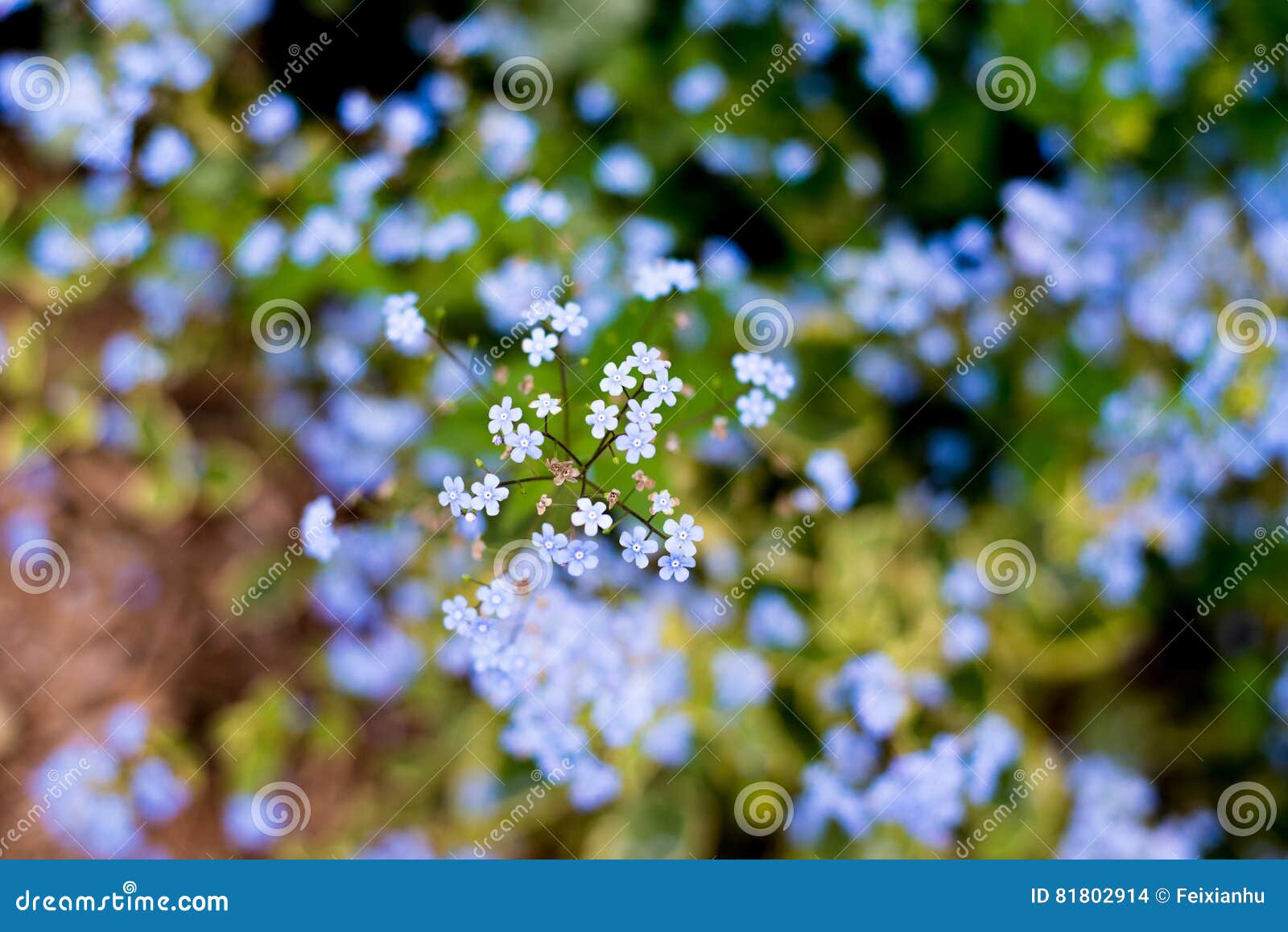 Name Unknown Flowers on the Road Side in Spring Stock Photo - Image of ...