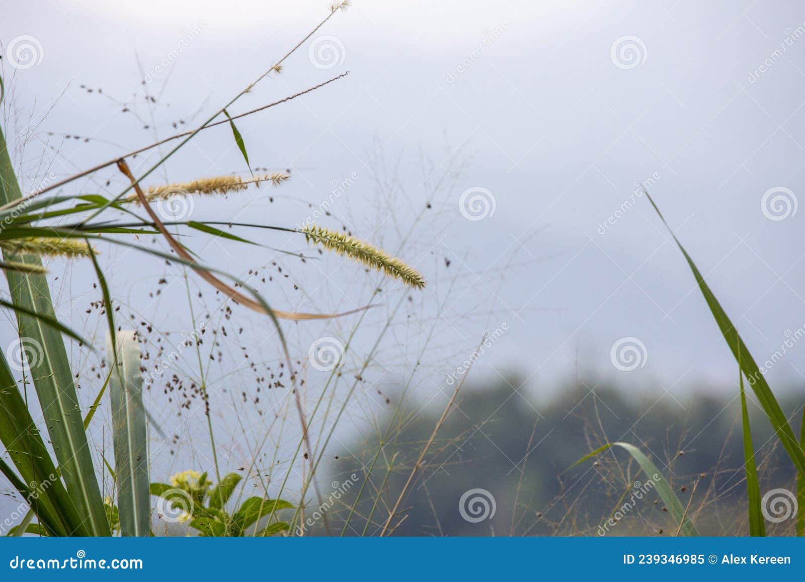 The Name is a Weed Tree that Grows in Various Areas Stock Image - Image ...