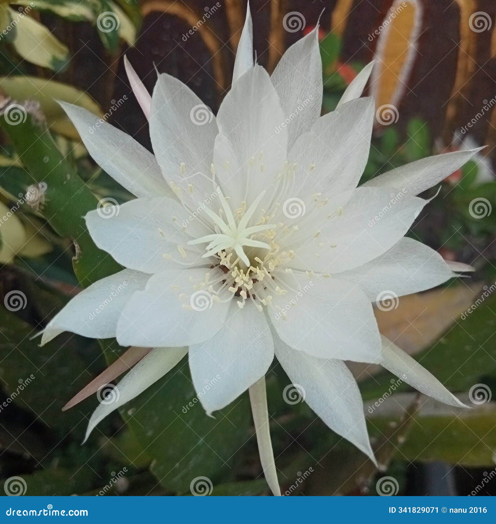 Wijaya Kusuma Flower Or Wiku Flower (epiphyllum Oxypetalum) Which Is ...