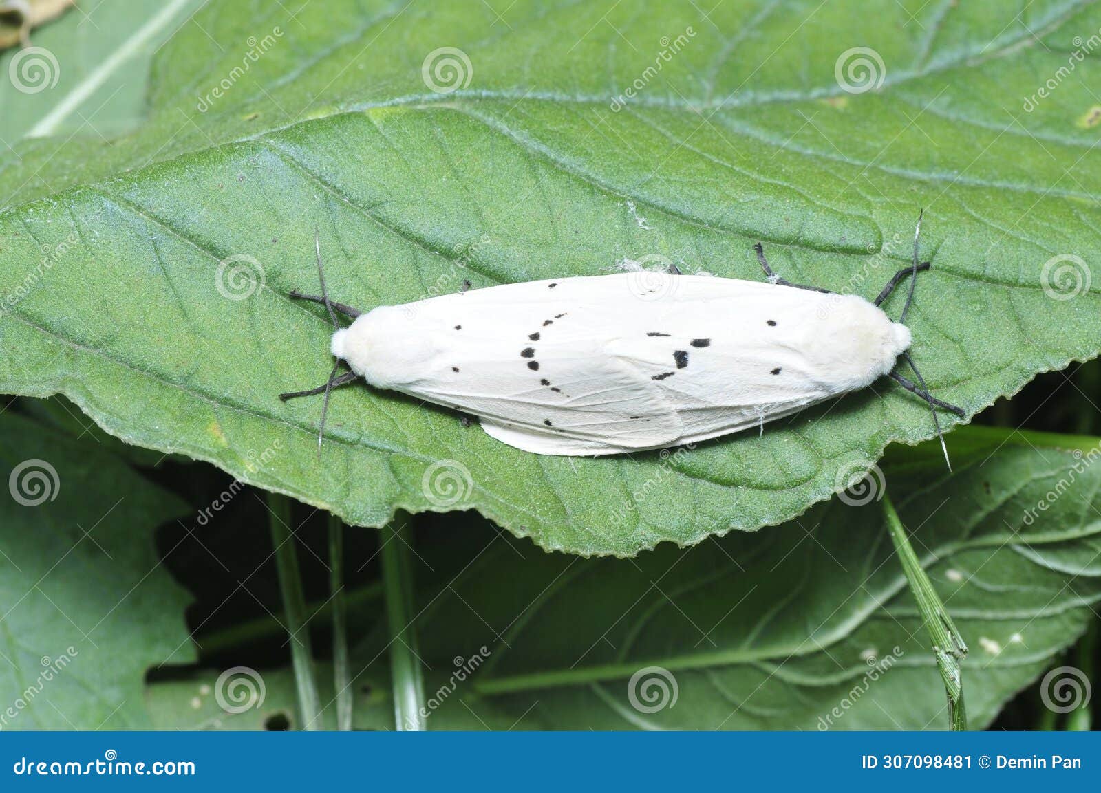 A Named Yang Fan Boat Moth of Insects Stock Image - Image of mating ...